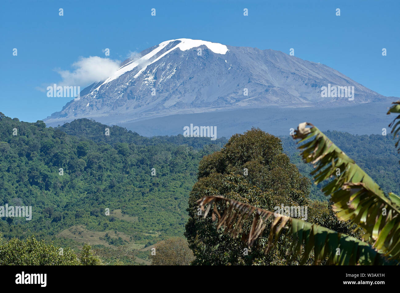 Kibo peak of Mt. Kilimanjaro as seen from Maua village Stock Photo - Alamy