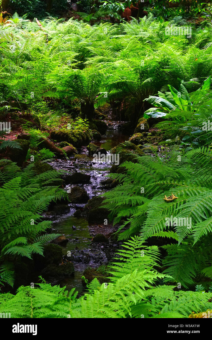 A stream running through tree ferns at the Canonteign Falls, Devon ...