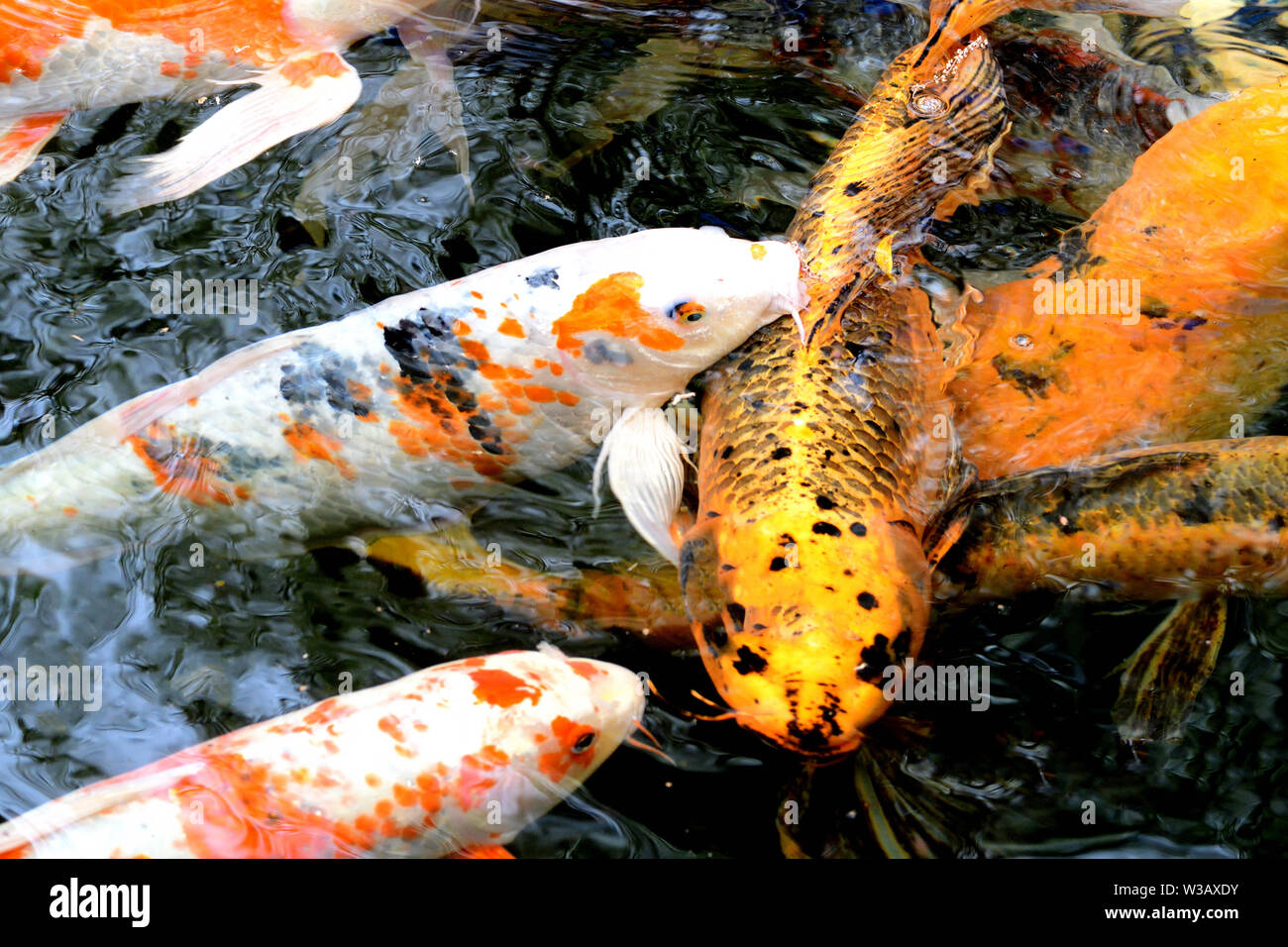 Japanese Koi Fish In Water