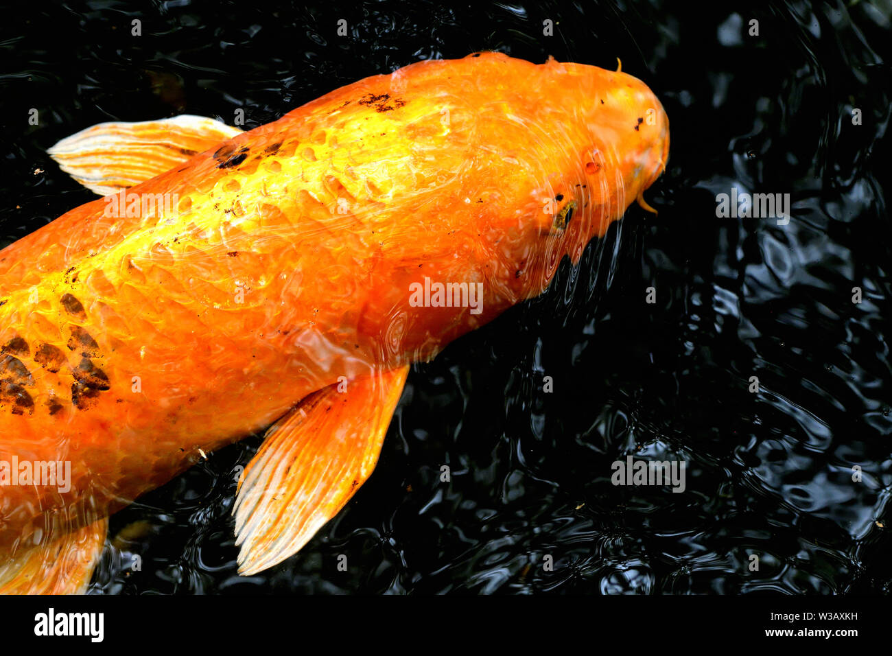 Koi tail hi-res stock photography and images - Alamy