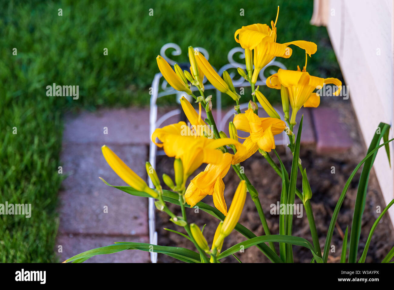 a side view of several yellow lilies blooming Stock Photo - Alamy