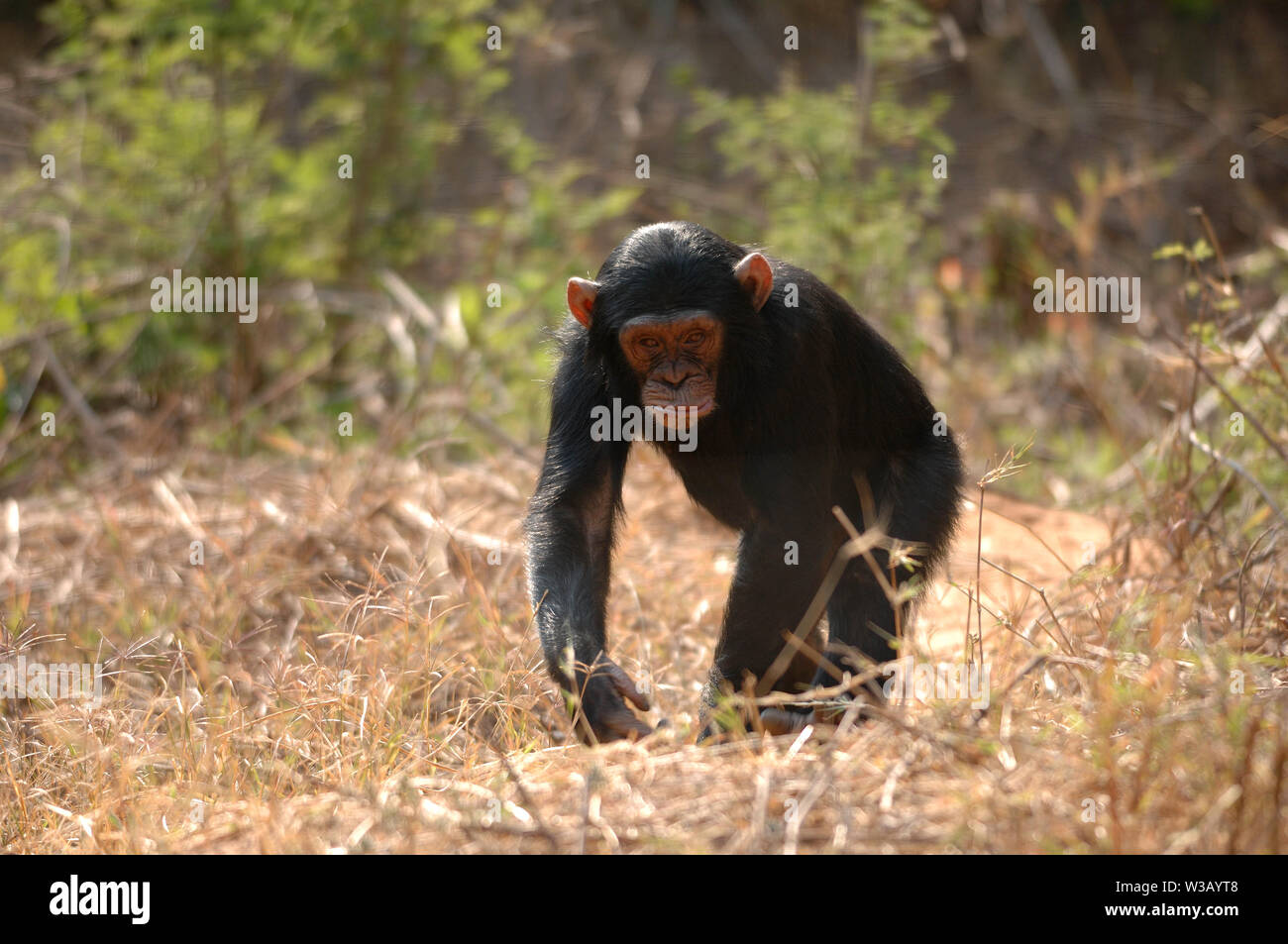 Chimpanzee walking on knuckles hi-res stock photography and images - Alamy