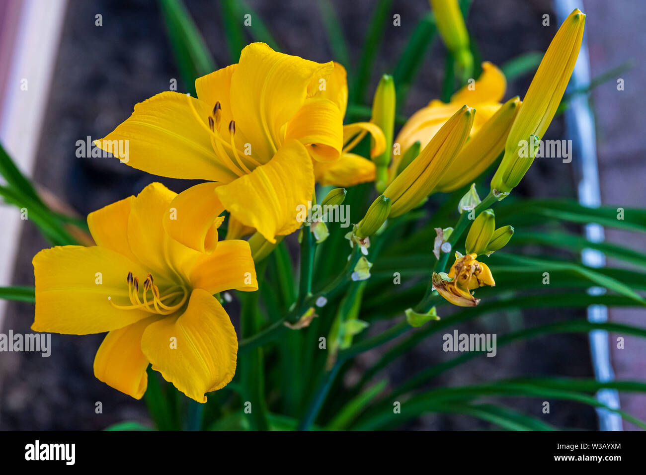 Yellow flower with stalk hi-res stock photography and images - Alamy