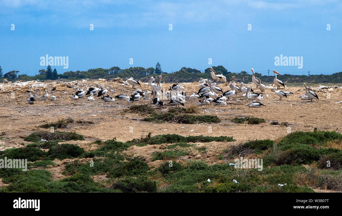 Rockingham australia hi-res stock photography and images - Alamy