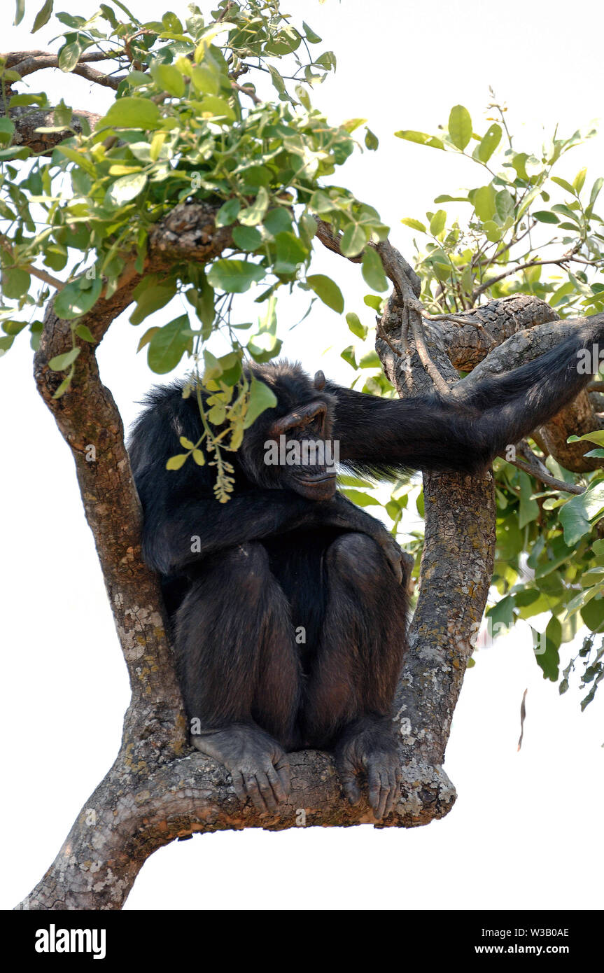 Chimpanzee feet hi-res stock photography and images - Alamy