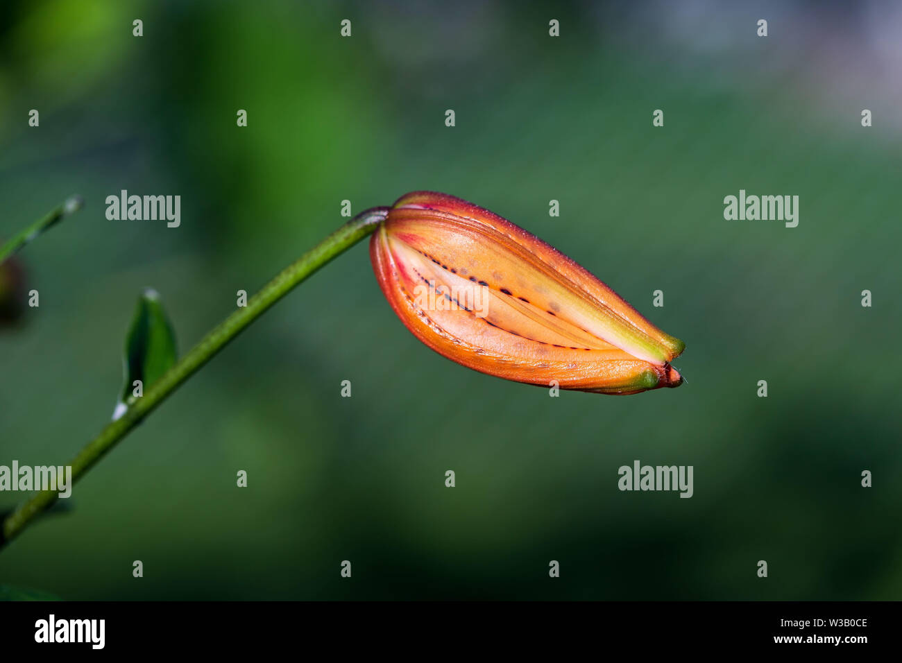 a close up of a ready to open Tiger Lily bloom Stock Photo - Alamy