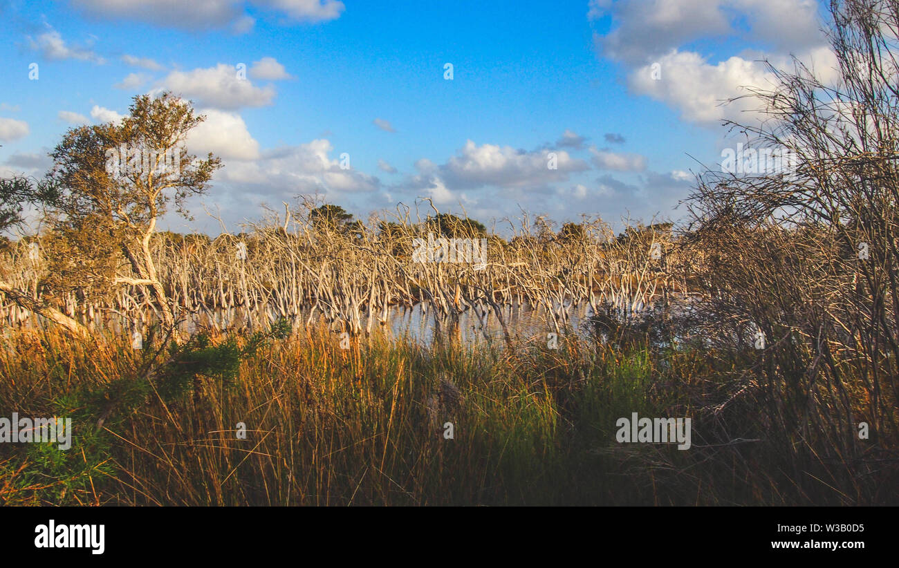 Len Howard Conservation Park near Mandurah, Western Australia Stock ...
