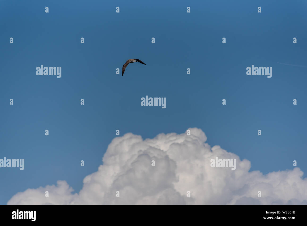 Natural view seagull flying hi-res stock photography and images - Alamy