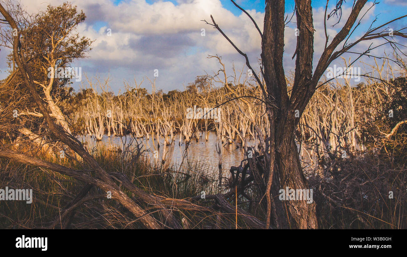 Len Howard Conservation Park near Mandurah, Western Australia Stock ...