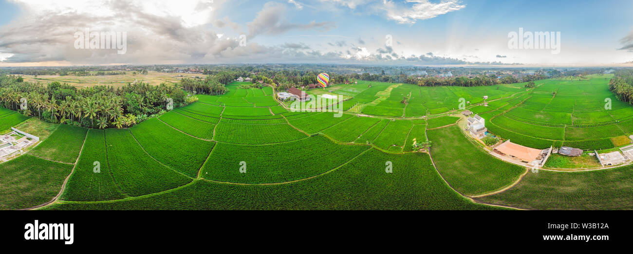 hot air balloon over the green paddy field. Composition of nature and ...