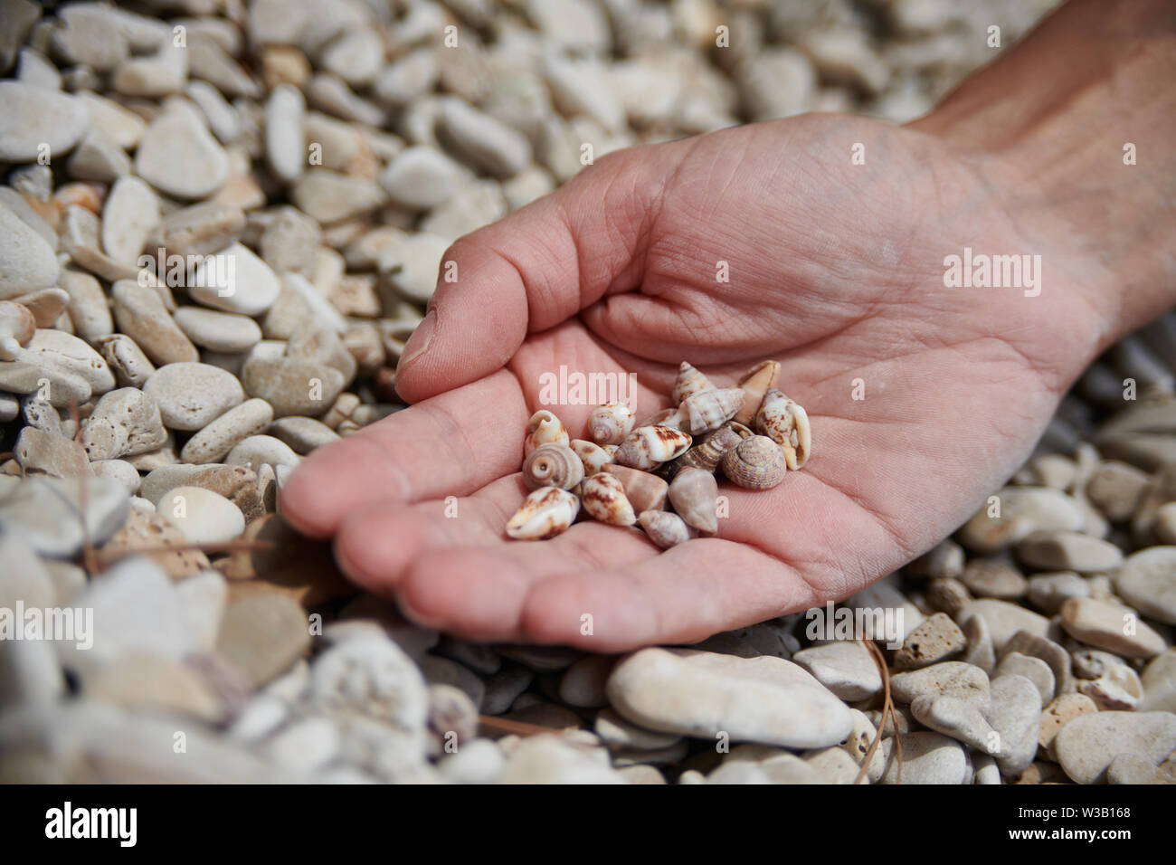Hand holding shells Stock Photo - Alamy