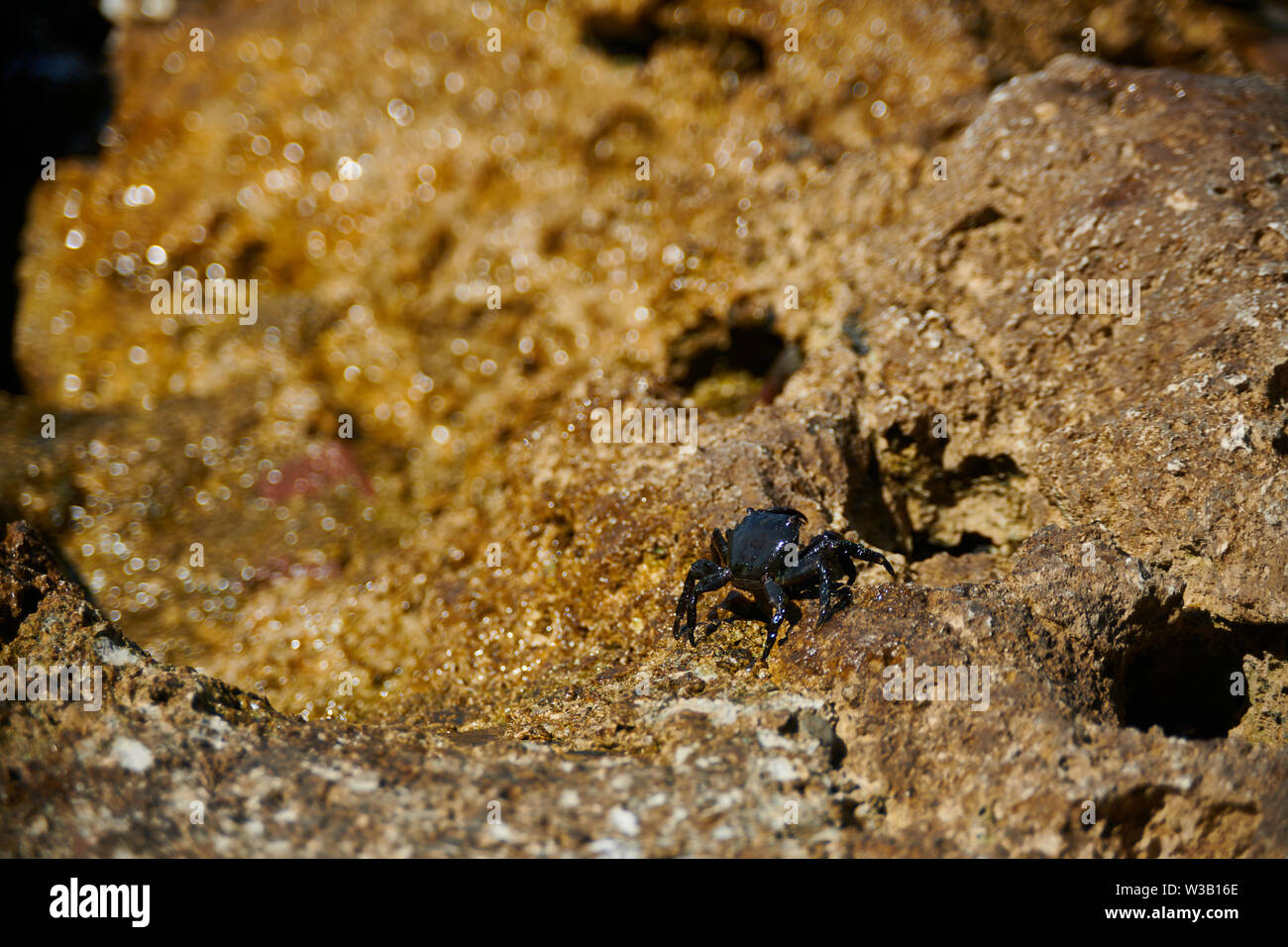 Crab on rock Stock Photo - Alamy