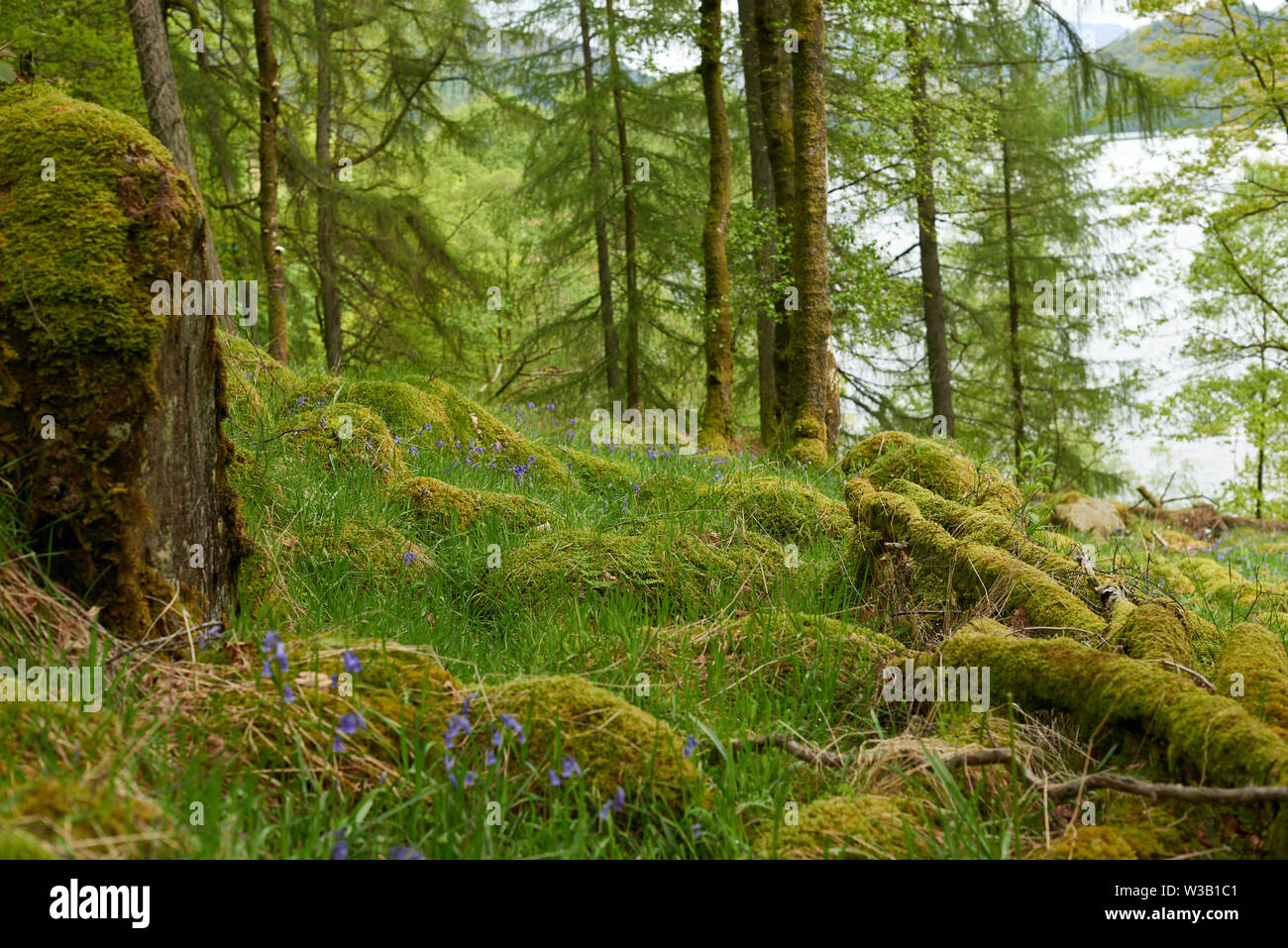 Explore the forest hi-res stock photography and images - Alamy