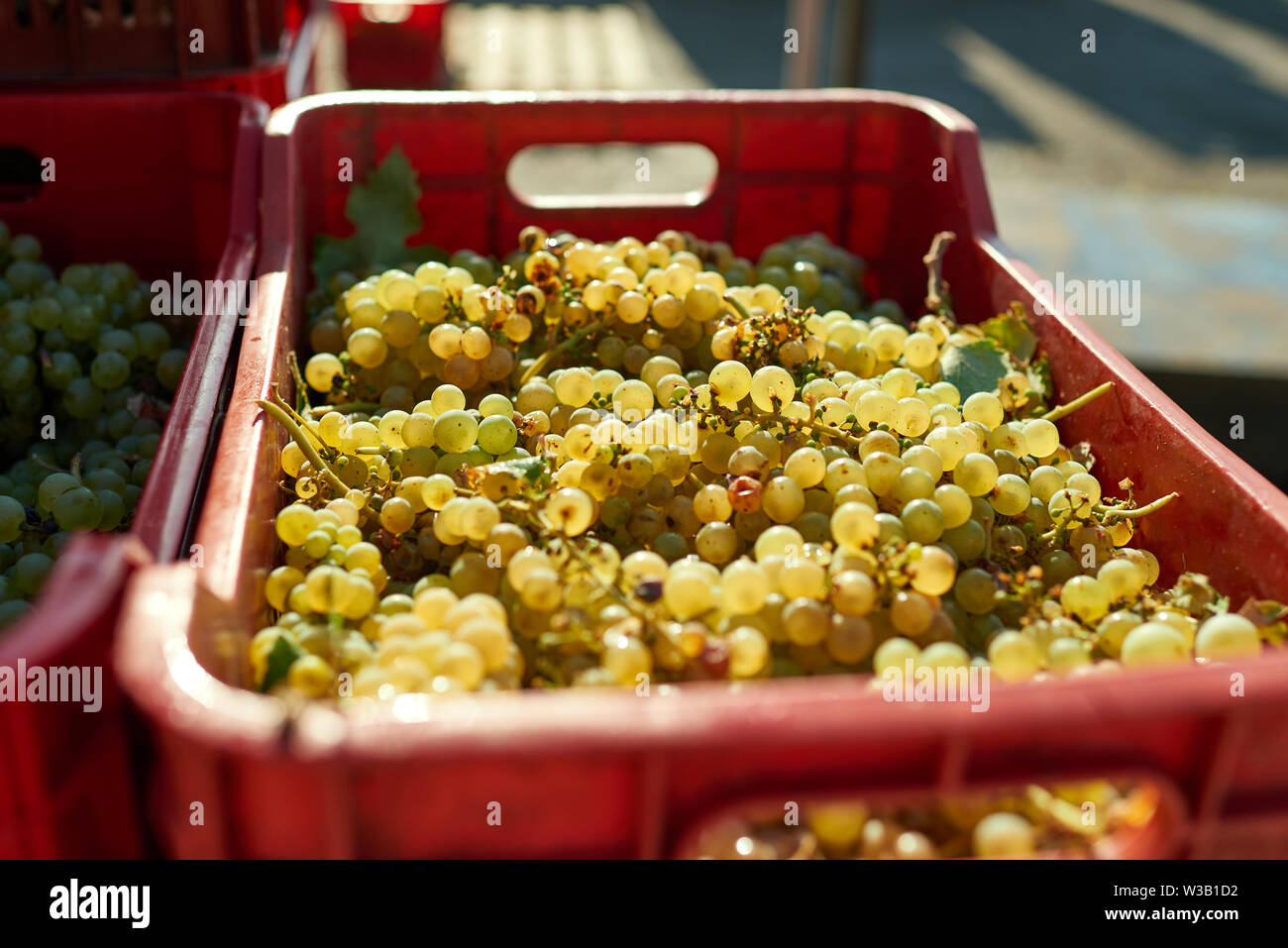 Wine grapes in create Stock Photo - Alamy