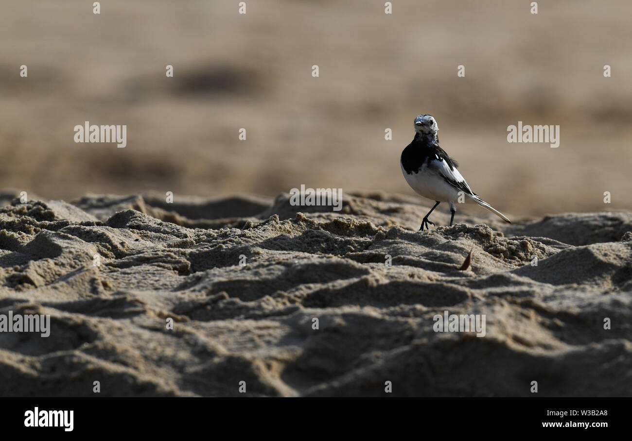 Haikou, China's Hainan Province. 14th July, 2019. A white wagtail is ...