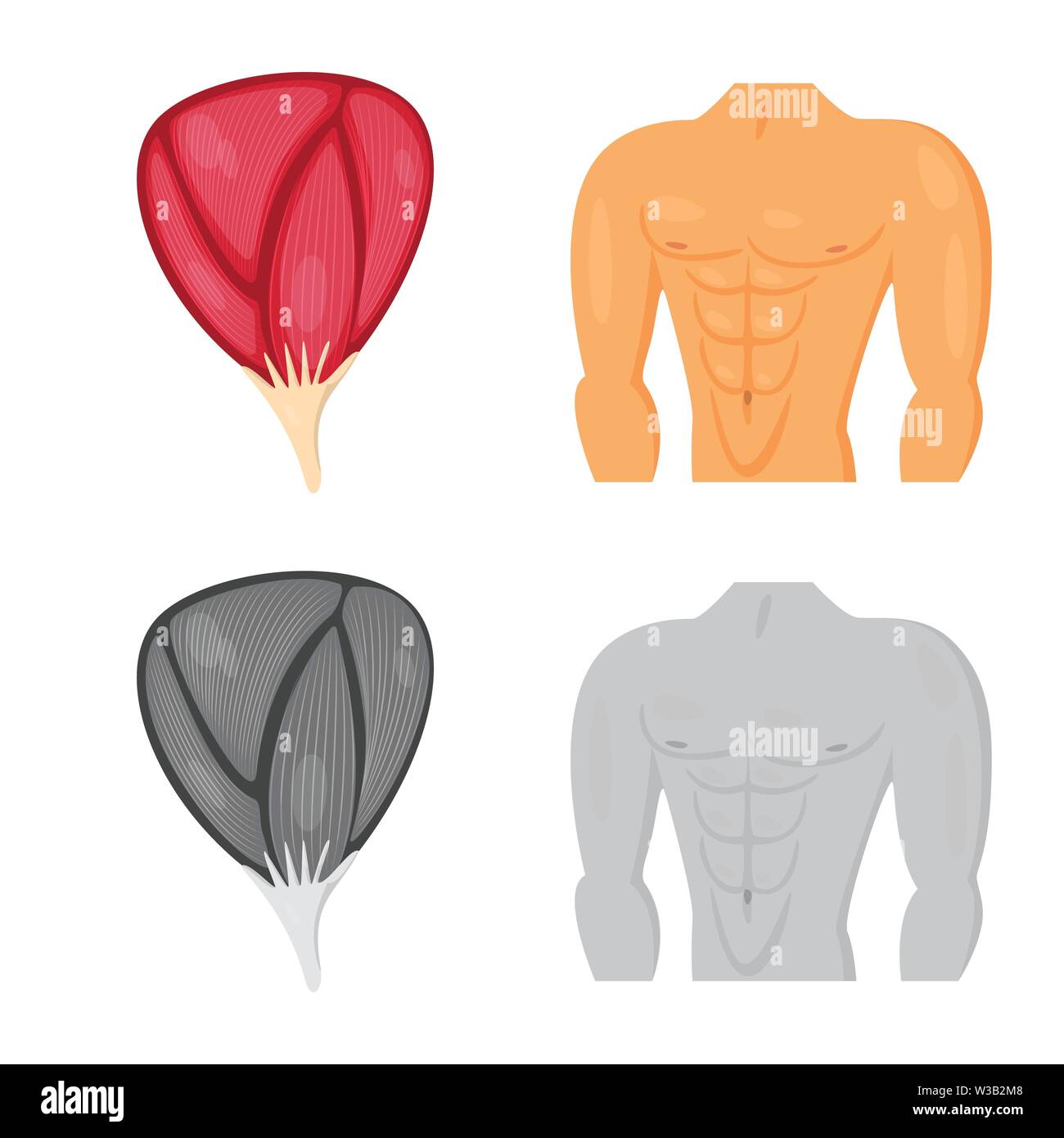 Vector illustration of fiber and muscular sign. Collection of fiber and body stock vector ...