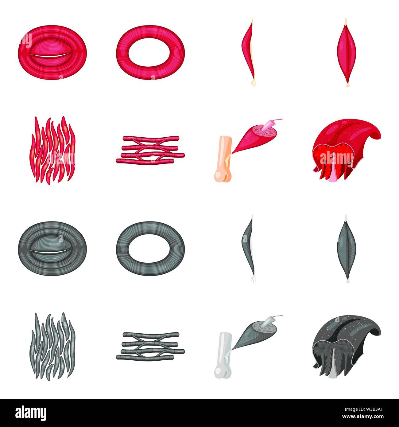 Vector design of fiber and muscular sign. Set of fiber and body stock ...