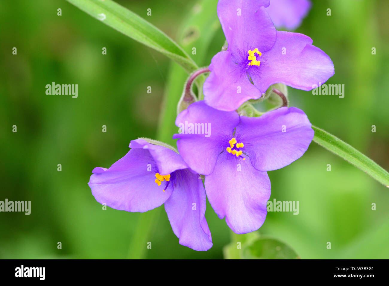 Purple wildflowers hi-res stock photography and images - Alamy