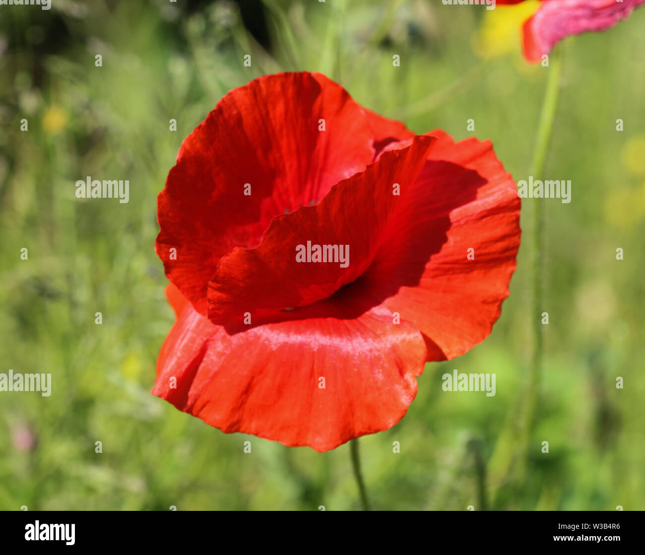 close up of Common poppy (Papaver rhoeas) commonly known by corn poppy ...