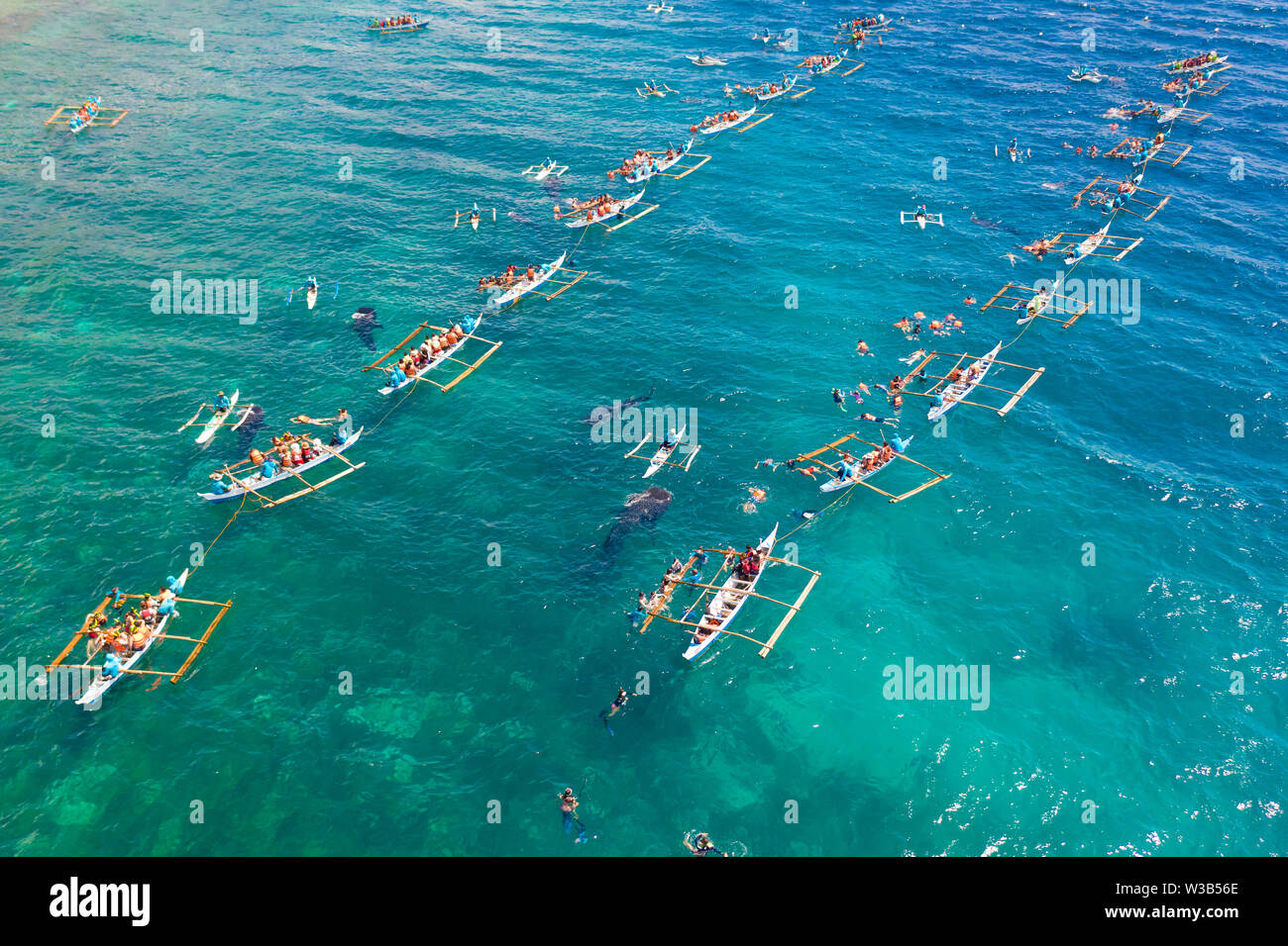 Tourists are watching whale sharks in the town of Oslob, Philippines ...