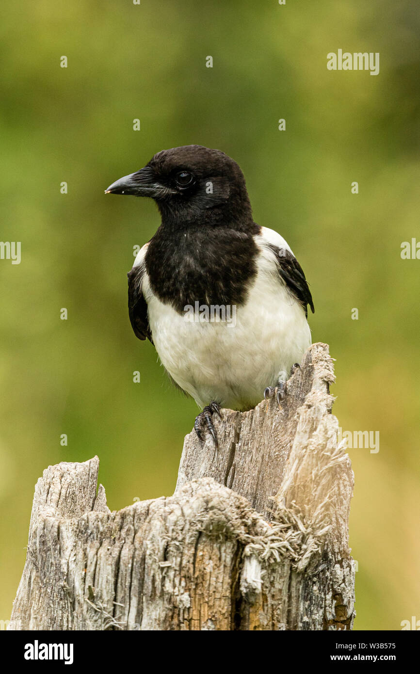 Mid sun hi-res stock photography and images - Alamy