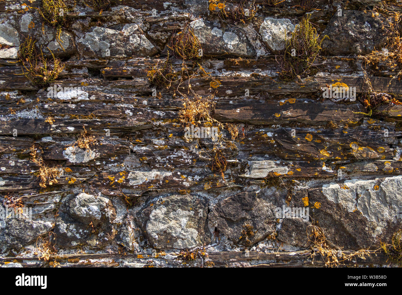 Lichen growing on old stone wall Stock Photo - Alamy