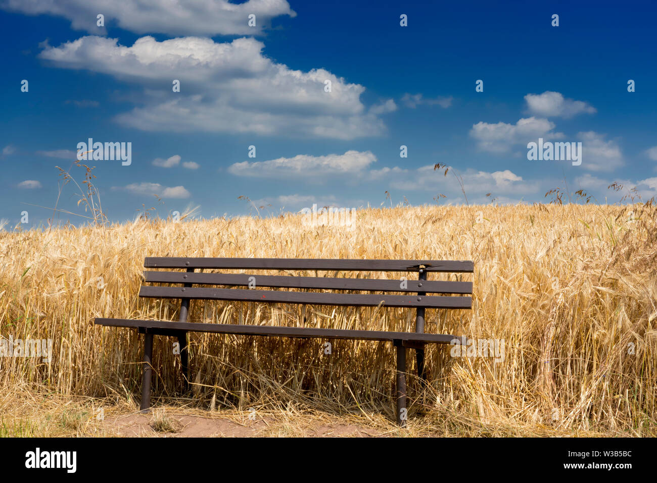 Triticale hybrid wheat rye corn hi-res stock photography and images - Alamy