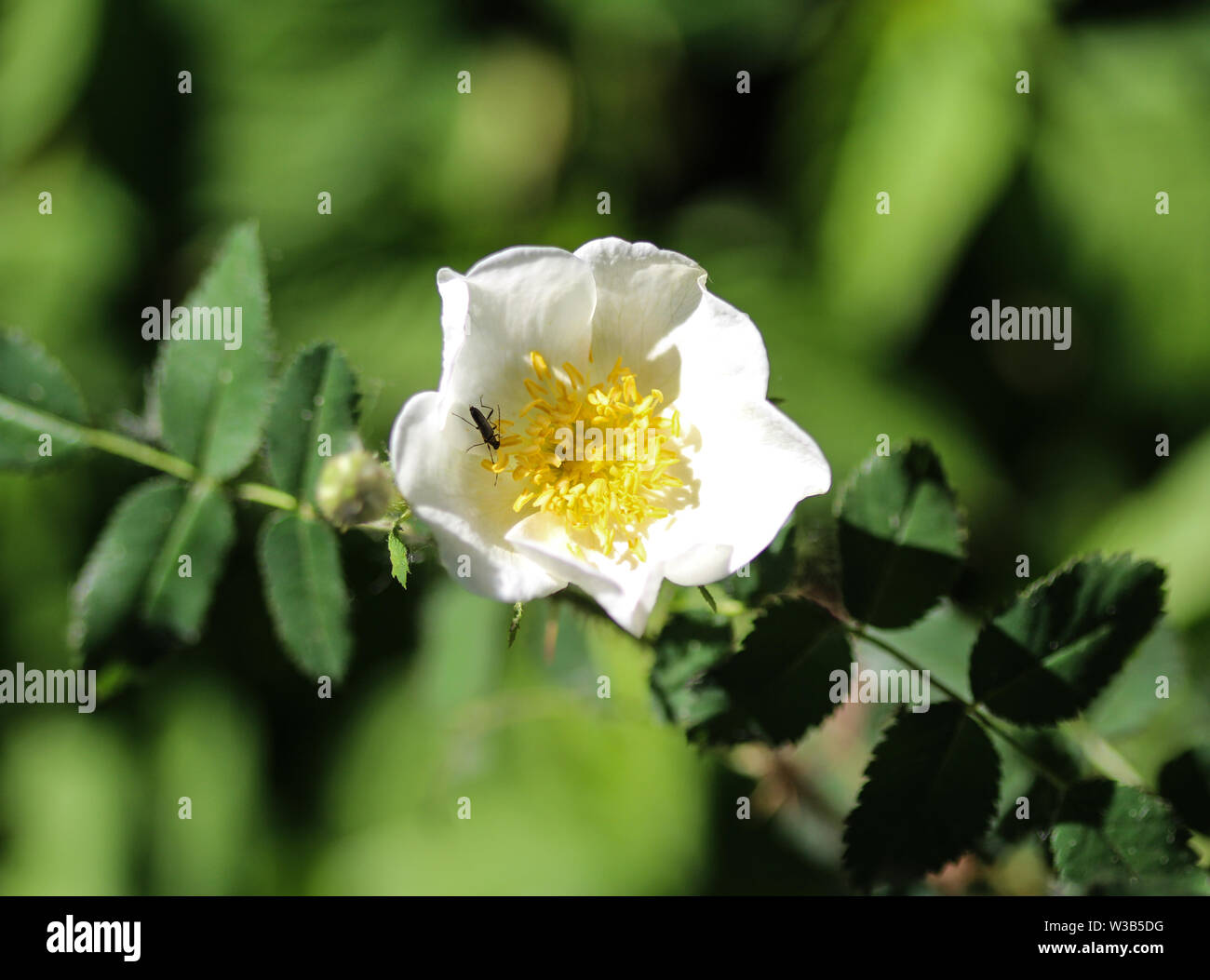 Gallipoli rose hi-res stock photography and images - Alamy