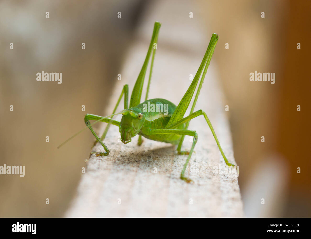 Grasshopper leaping hi-res stock photography and images - Alamy