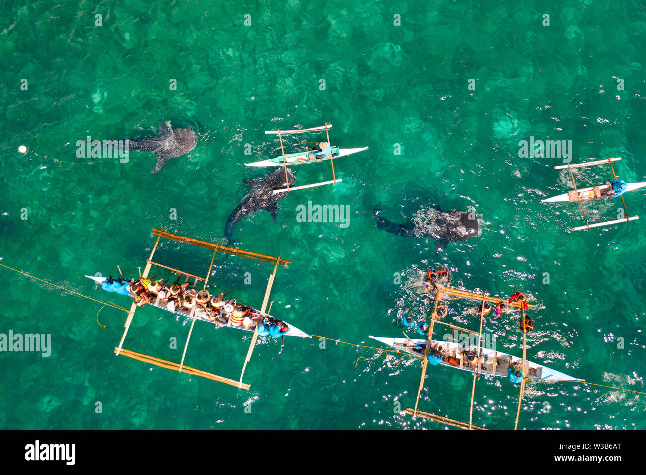 Tourists are watching whale sharks in the town of Oslob, Philippines ...