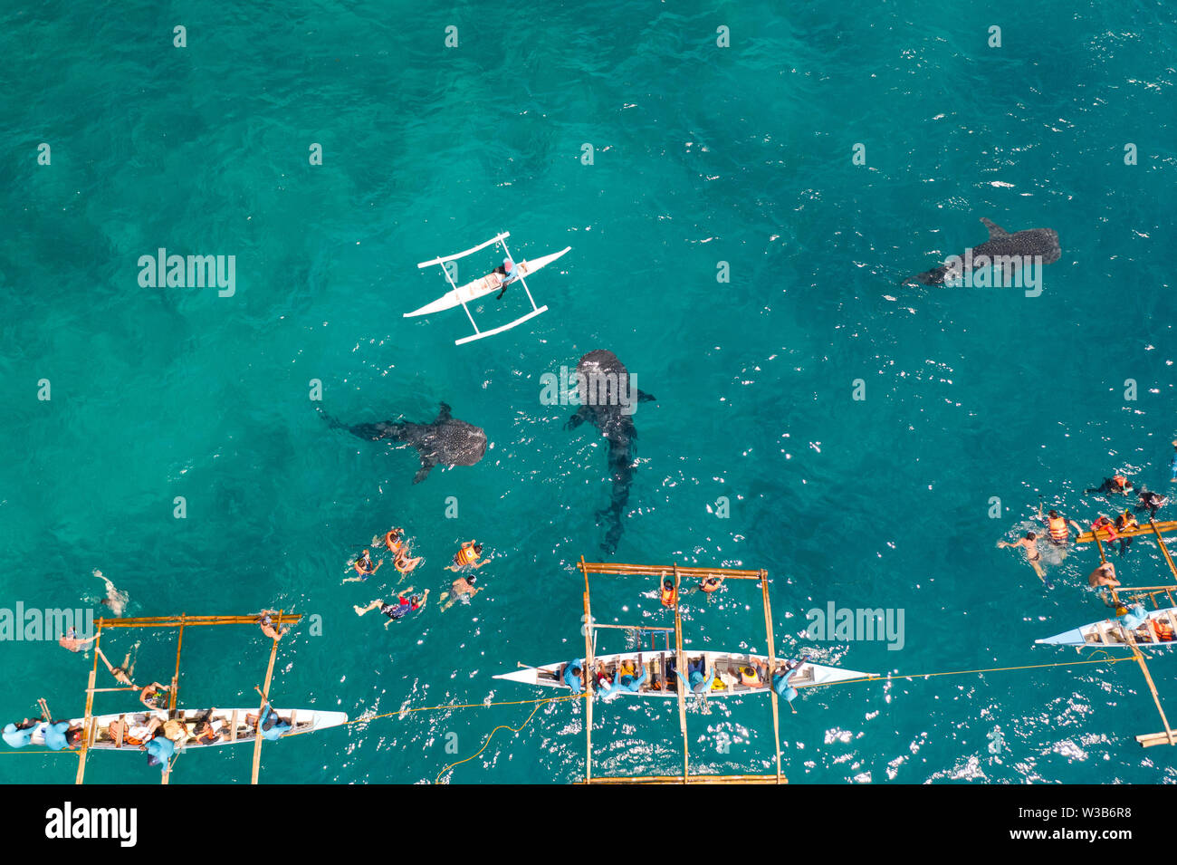 Tourists are watching whale sharks in the town of Oslob, Philippines ...