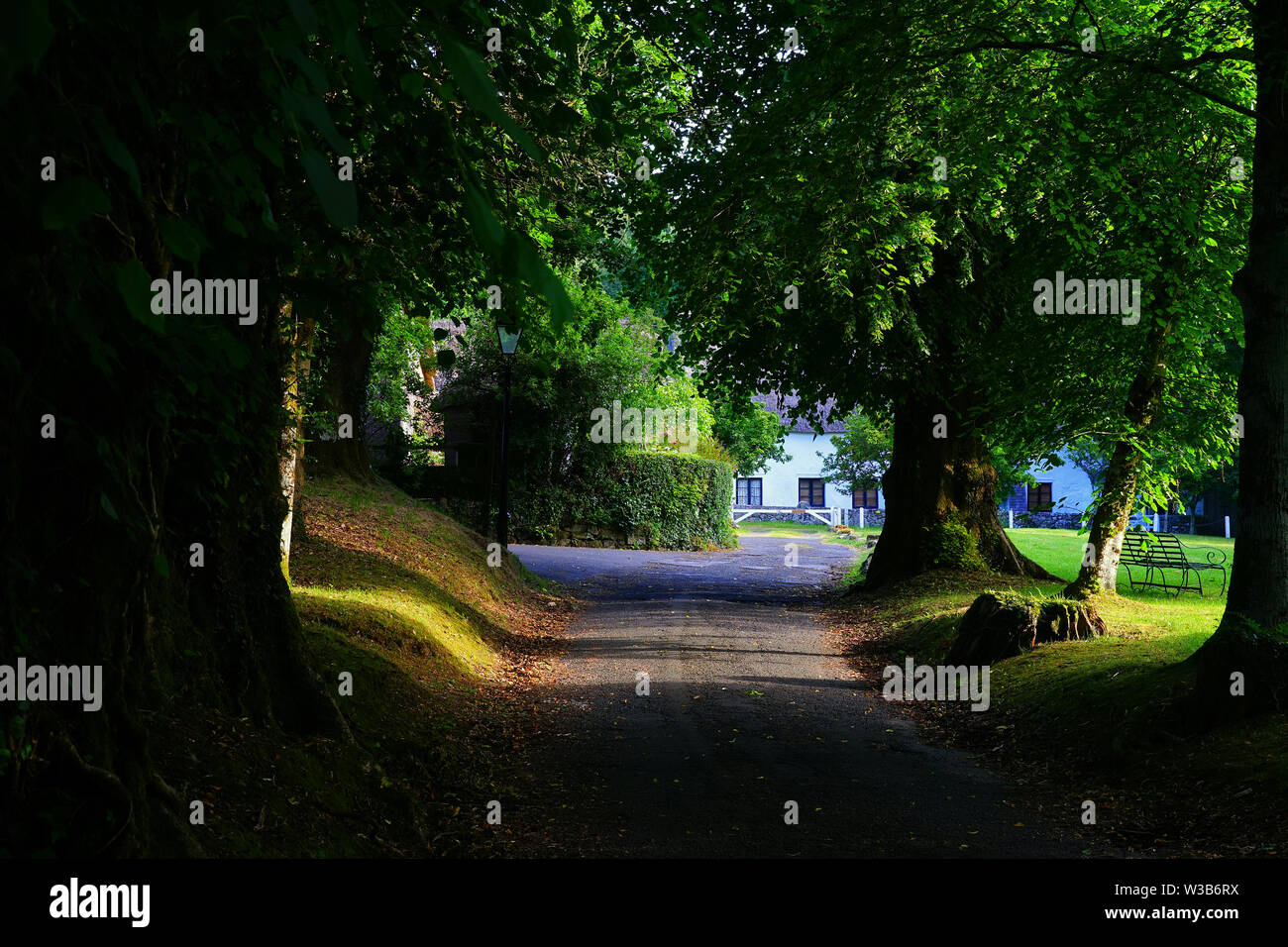 Tree lined lane by the village green at Manaton, Devon Stock Photo - Alamy