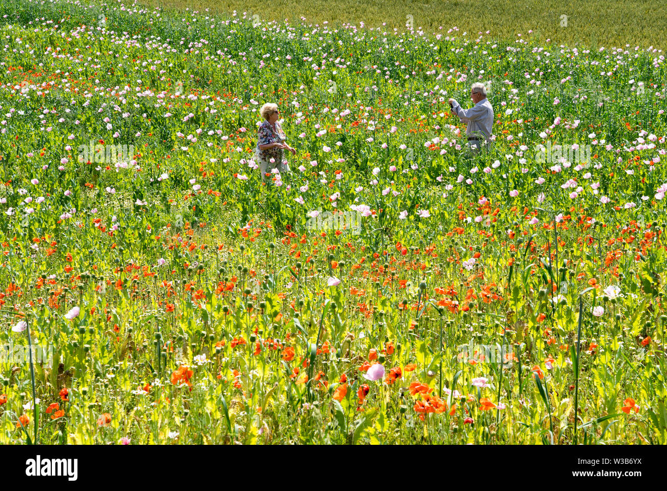 Fields opium poppies wheat hi-res stock photography and images - Alamy