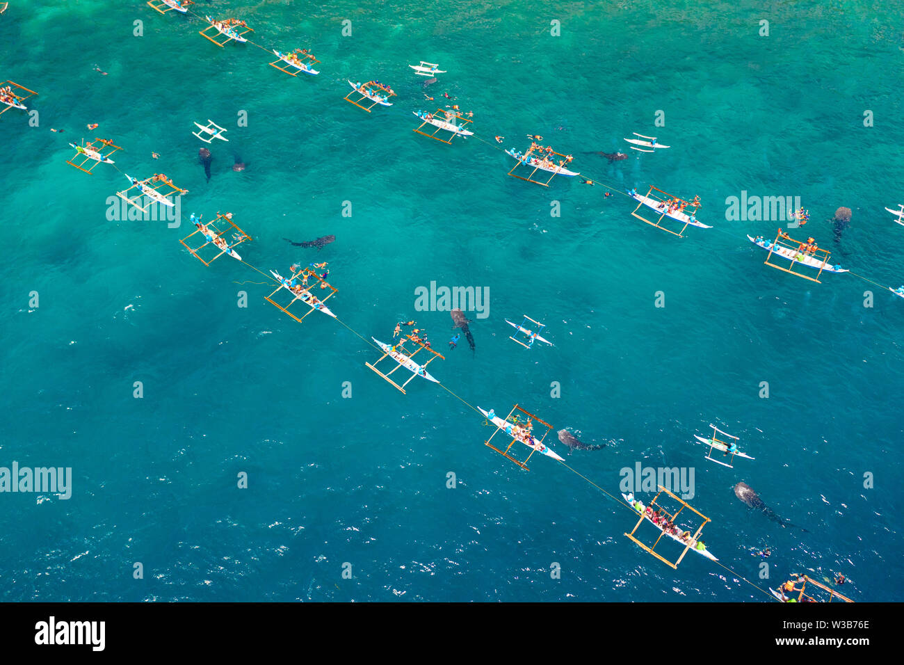 Tourists are watching whale sharks in the town of Oslob, Philippines ...