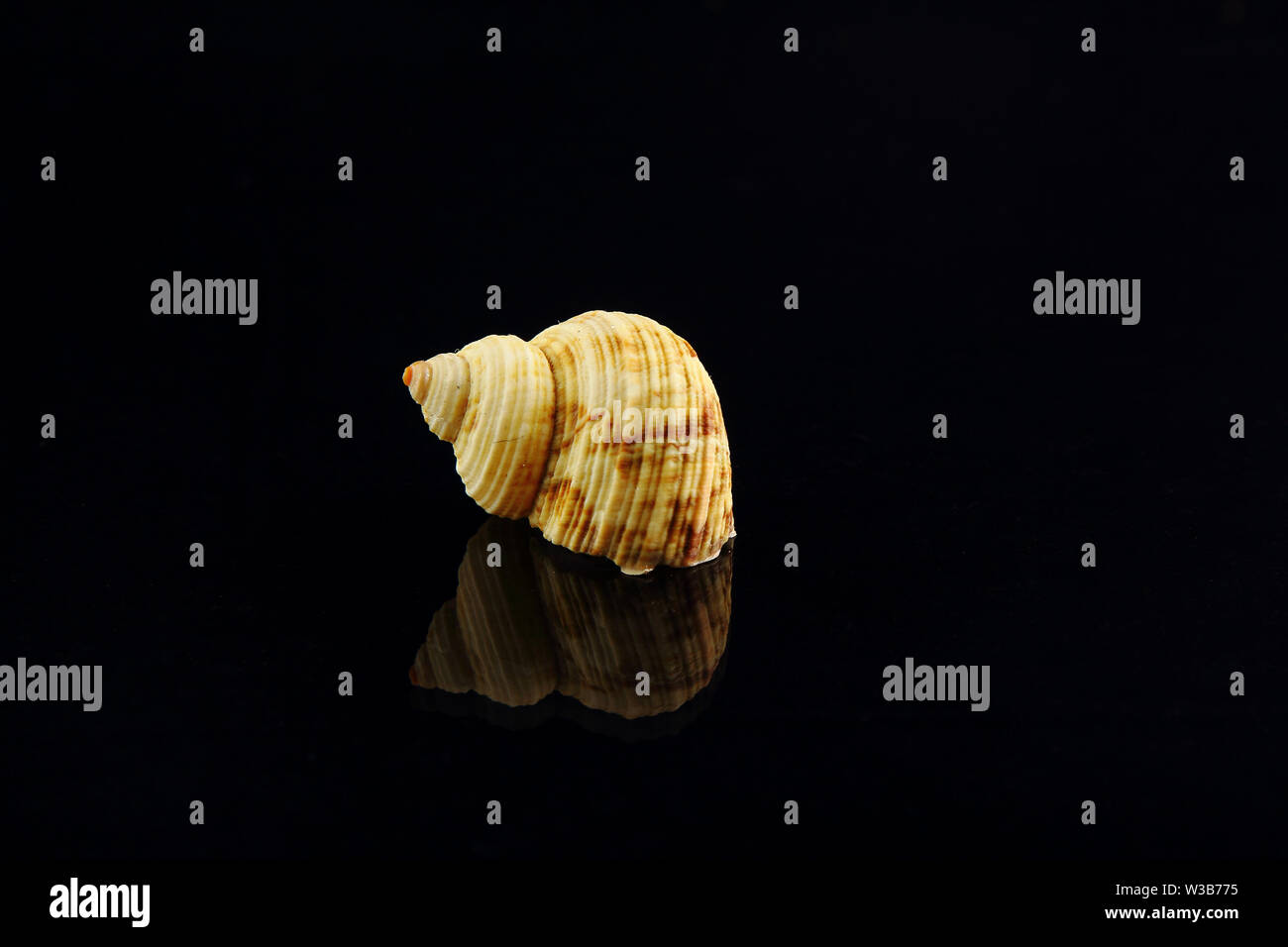 Big sea Snail shell on black reflective studio background Stock Photo ...
