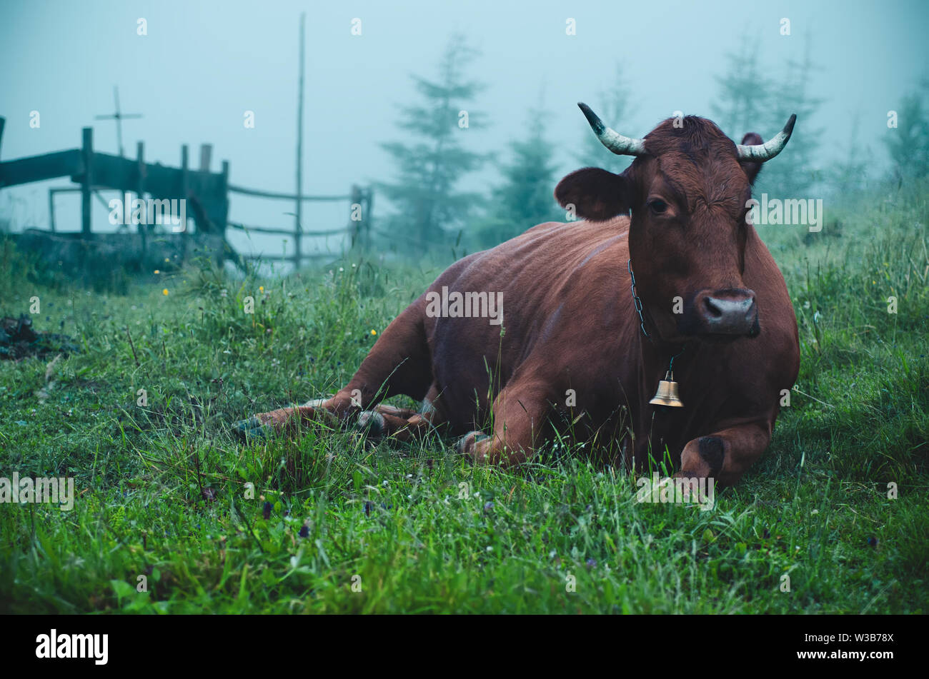 Dairy cow lying at meadow Stock Photo - Alamy