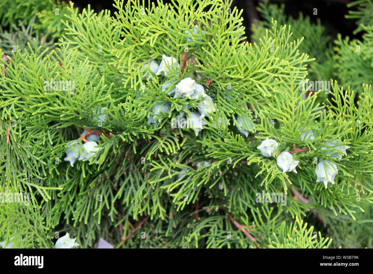 Leylandii conifer tree hi-res stock photography and images - Alamy