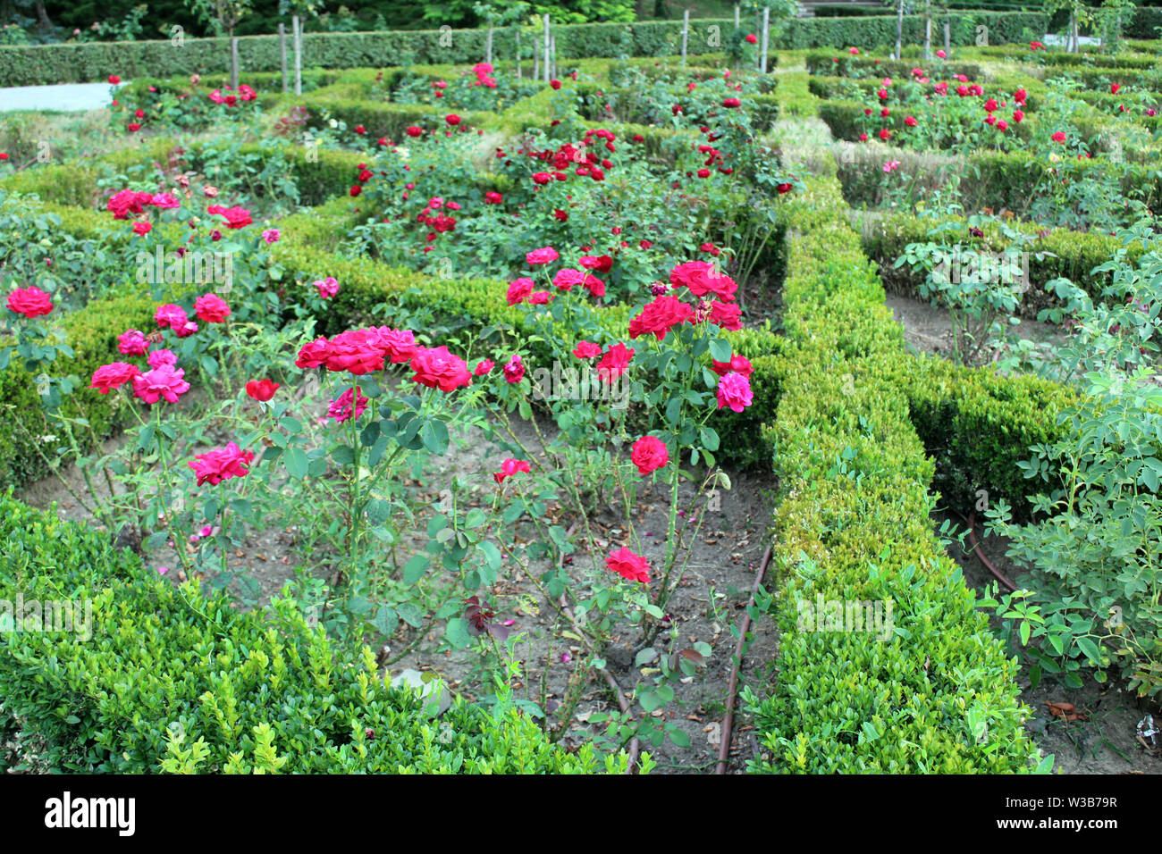 White rose oil field hi-res stock photography and images - Alamy