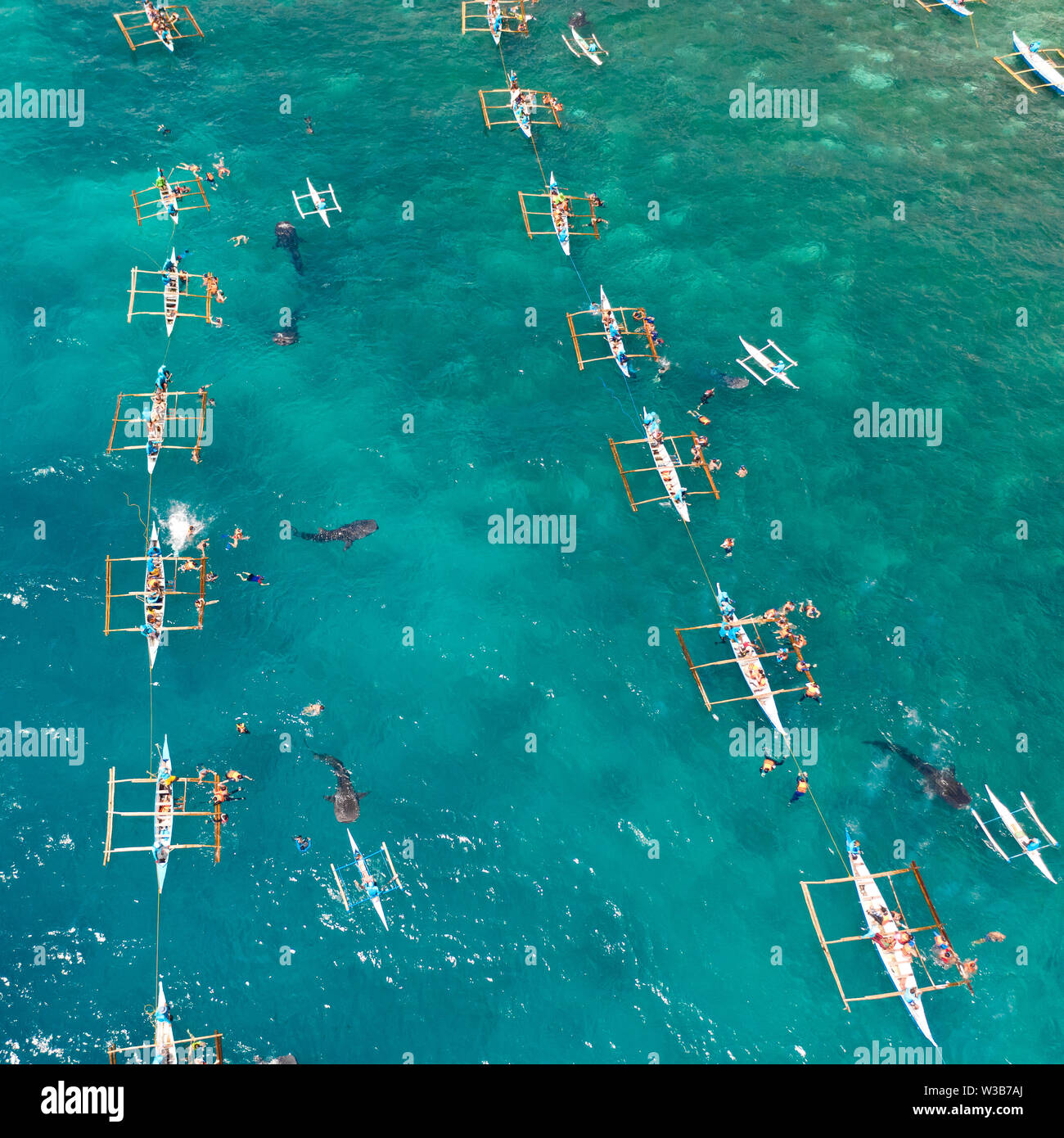 Tourists are watching whale sharks in the town of Oslob, Philippines ...