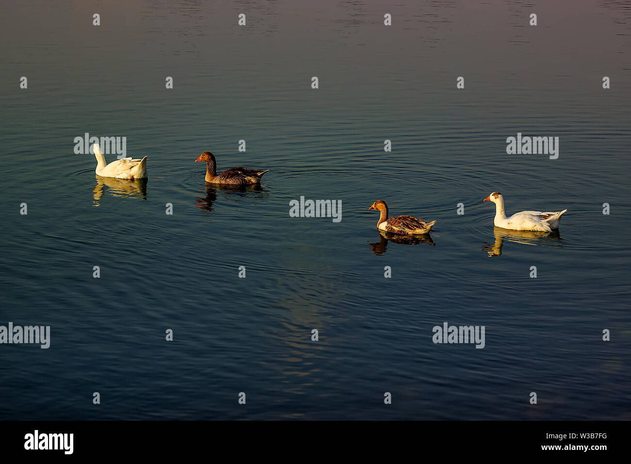 Saudi arabia birds hi-res stock photography and images - Alamy