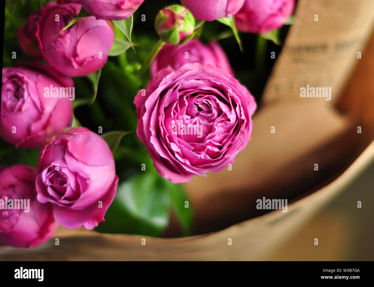 Beautiful pink pion-shaped rose.Bouquet Shrub roses Stock Photo - Alamy