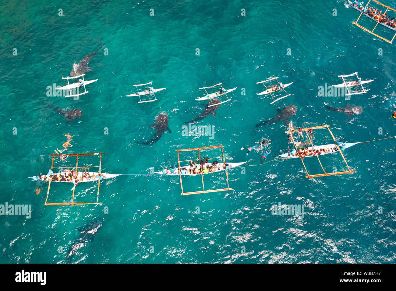 Tourists are watching whale sharks in the town of Oslob, Philippines ...