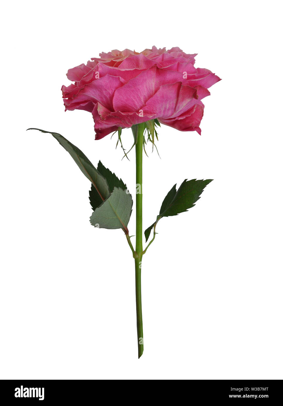Beautiful single pink rose isolated on white background Stock Photo - Alamy