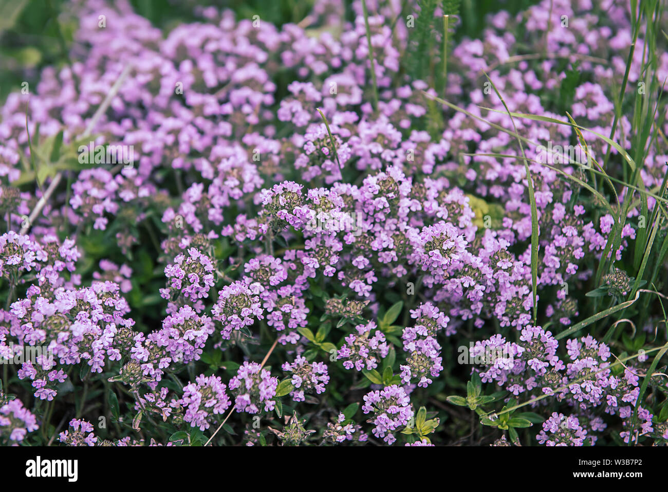 Thymus with flowers Stock Photo - Alamy