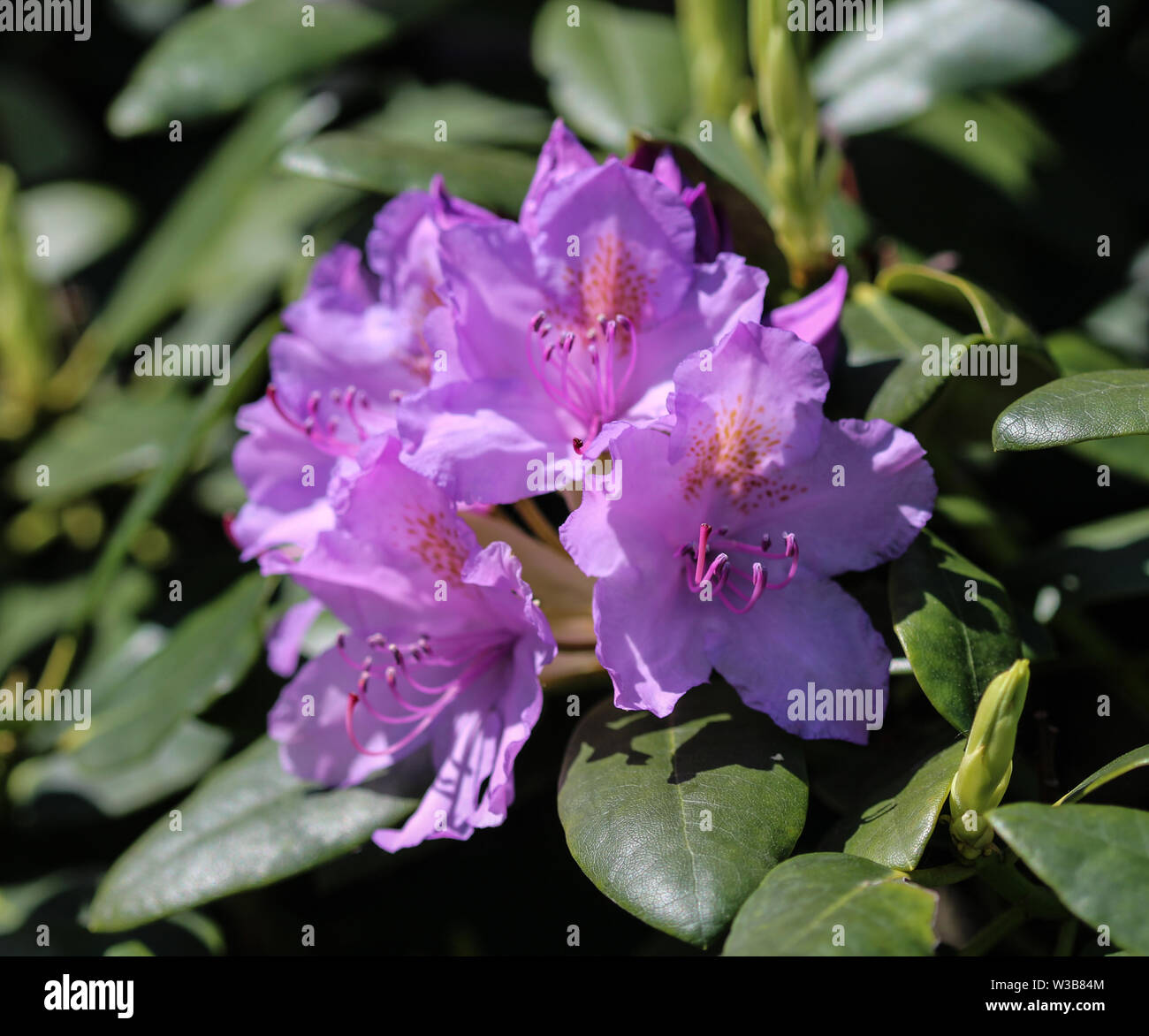 Rosebay rhododendron hi-res stock photography and images - Alamy