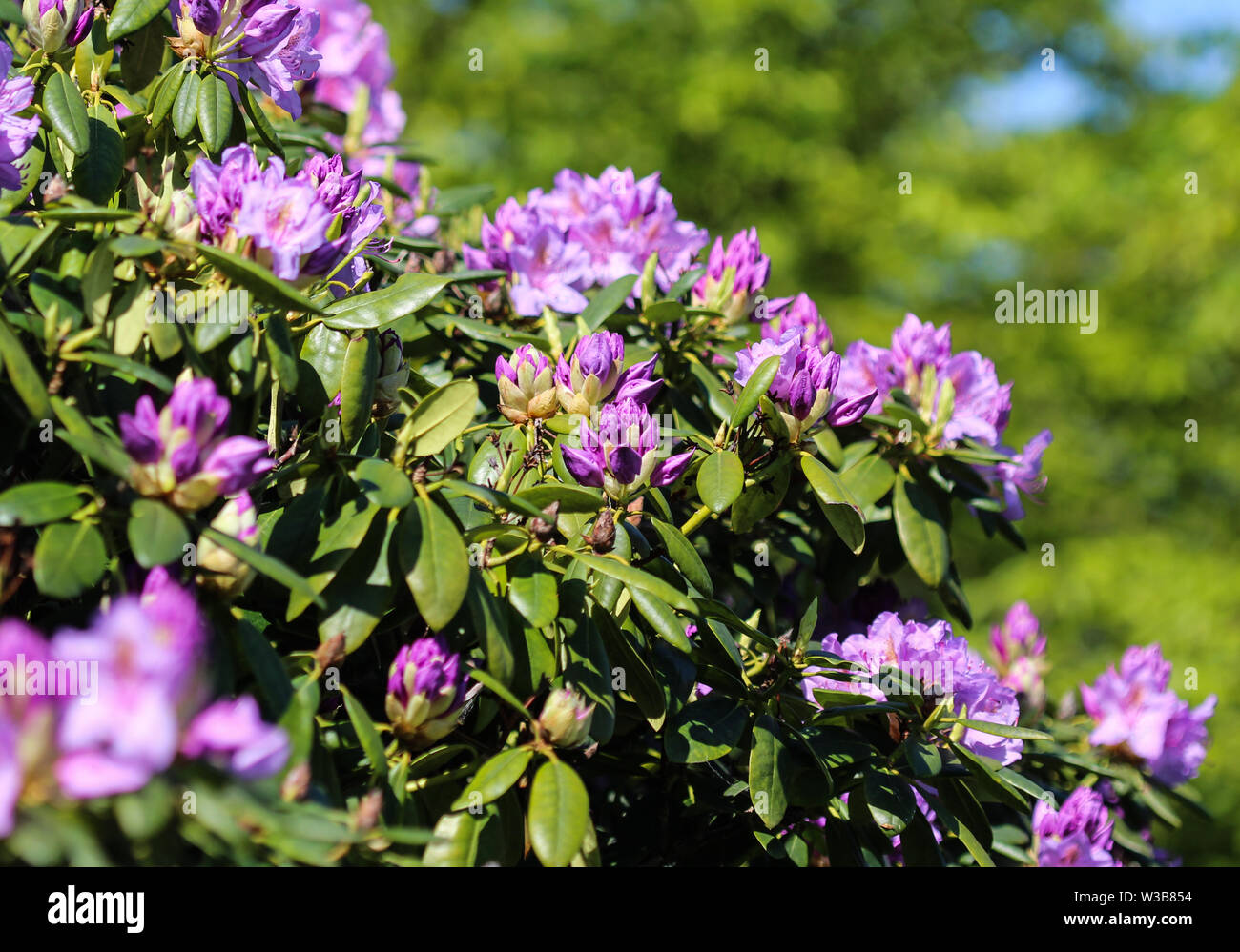 Catawba rhododendron rhododendron catawbiense hi-res stock photography ...