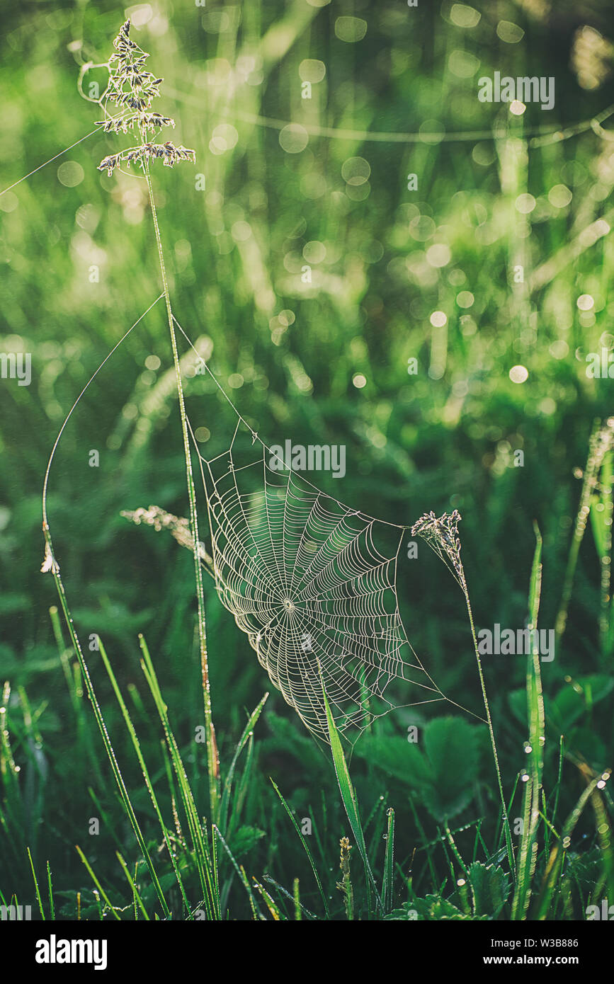 Plants with web Stock Photo - Alamy