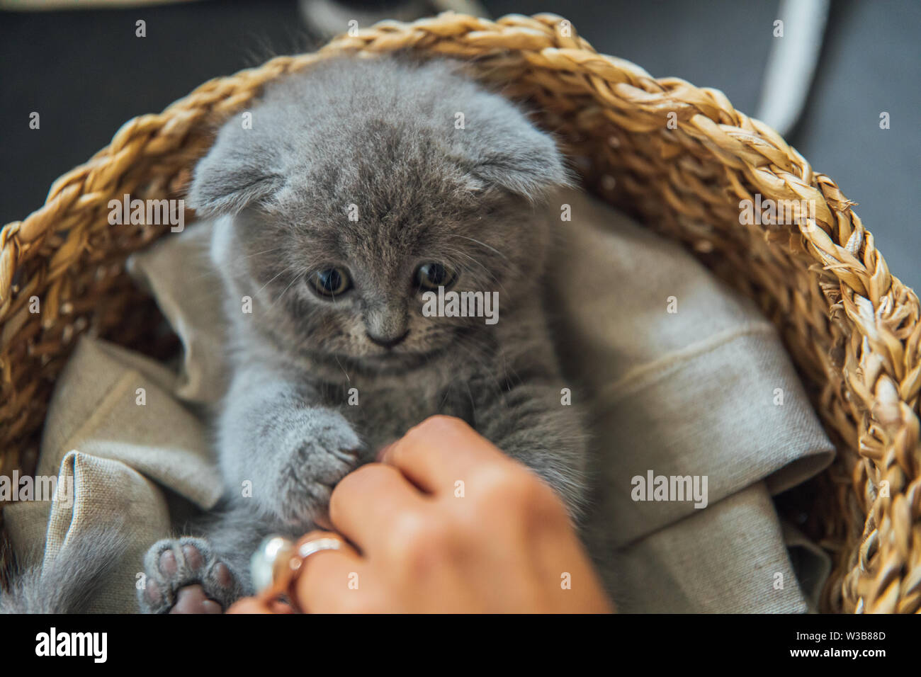 Cute Pet Portrait. Beautiful and fluffy grey scottish fold cat. Baby ...