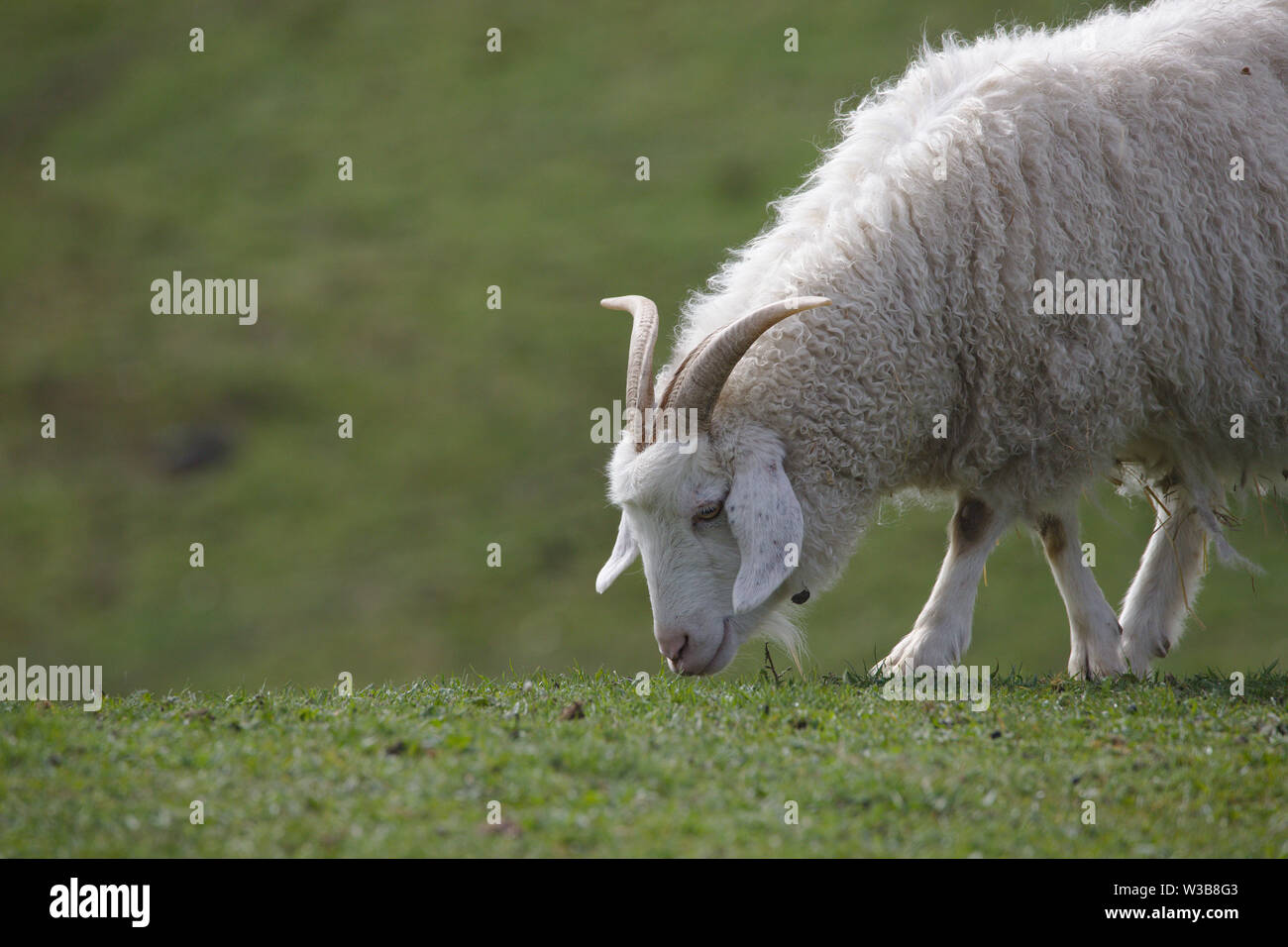 Tibetan goat hi-res stock photography and images - Alamy