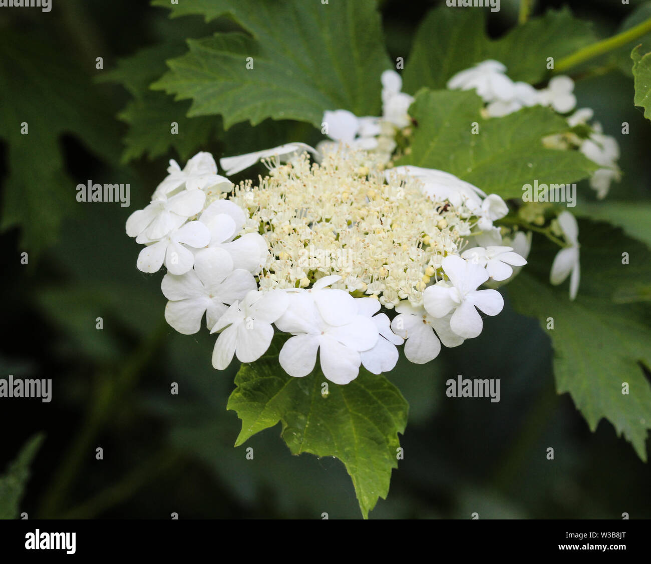 Guelder rose bush drawing hi-res stock photography and images - Alamy